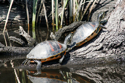 Photography by Leedra: Turtles in the Florida Everglades