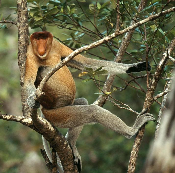 BEKANTAN (Nasalis larvatus)