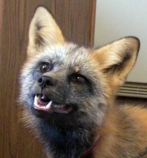 Cross Fox Pet