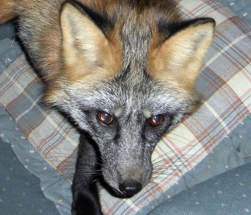 The Pet Fox: Fox Body Language: Watch The Whiskers