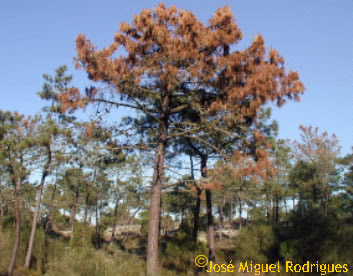 Um Mundo Global: Nemátodo da Madeira do Pinheiro (Bursaphelenchus ...