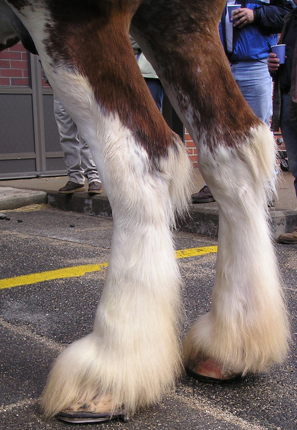 Fran Jurga`s Hoofcare + Lameness: Tiludronate (Tildren) Effective for ...