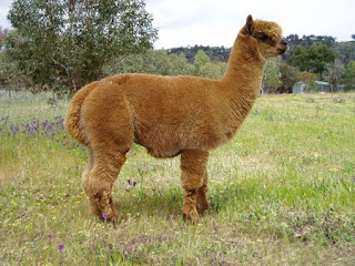 Alpaca Gourmet: EXPORTAN CARNE DE ALPACA