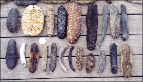 Sea Cucumber: Species