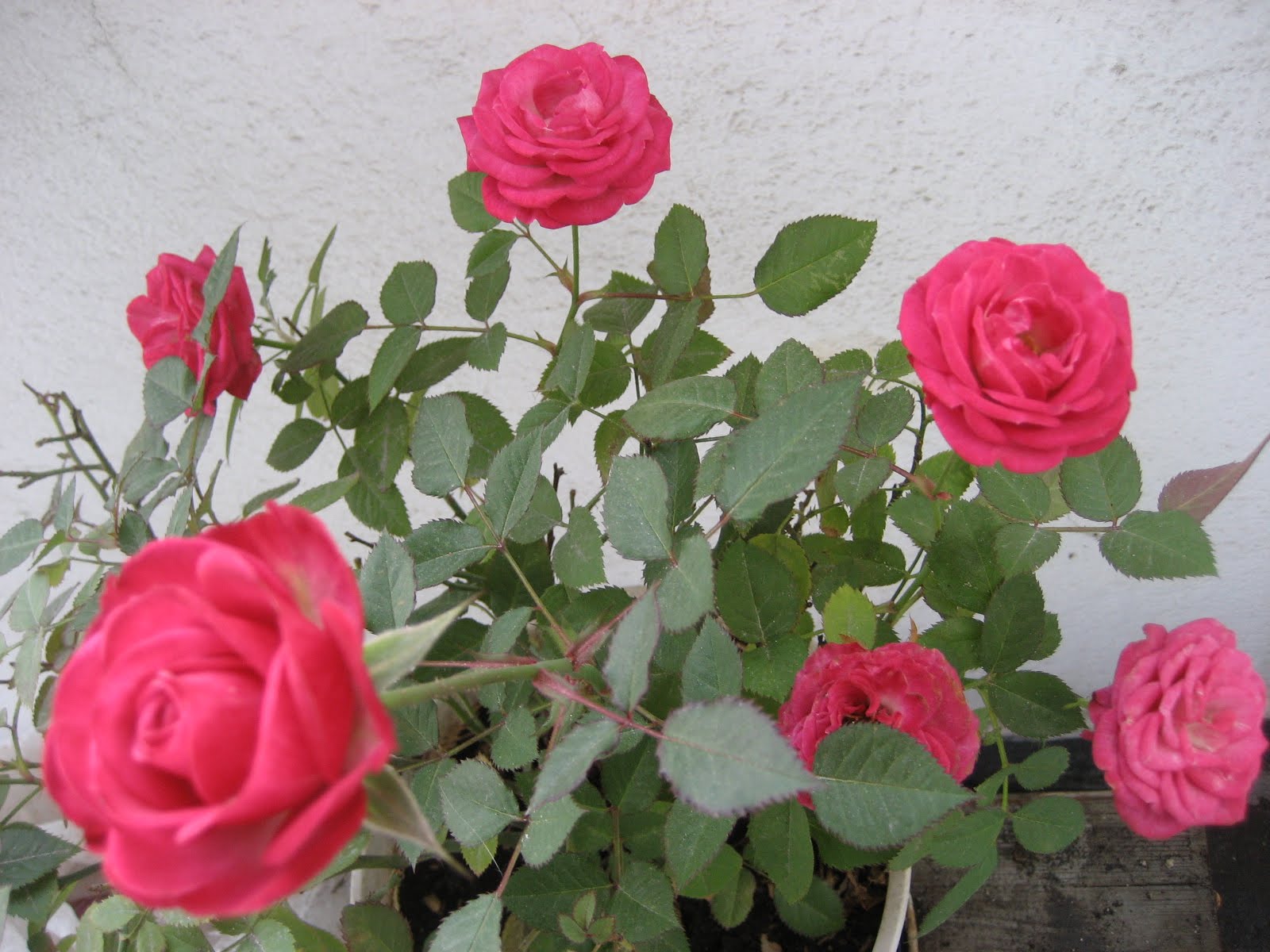 Don't worry, be happy: МОЯТА МИНИ РОЗА♥