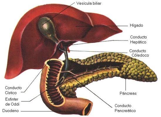 Partes del cuerpo humano: IMAGENES DEL HIGADO Y PARTES