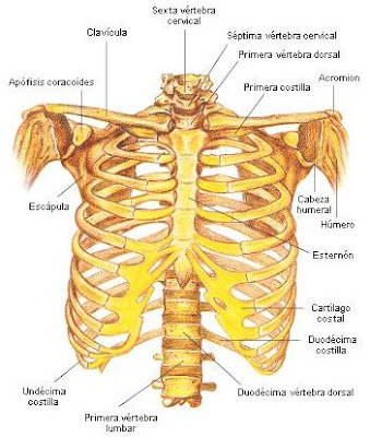 Pitufos Navidad: DIBUJOS DEL TORAX Y SUS PARTES