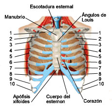 DIBUJOS DEL TORAX Y SUS PARTES