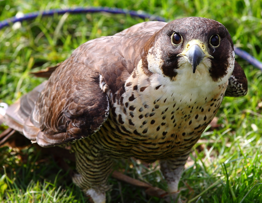 Fotografía de Khaos: Halcón Peregrino