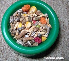 . Hamsters: Alimentação