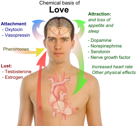 What is scientific definition of love ? - General Discussion - Neowin
