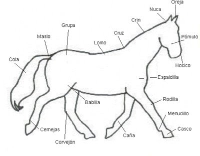 Caballos: El caballo