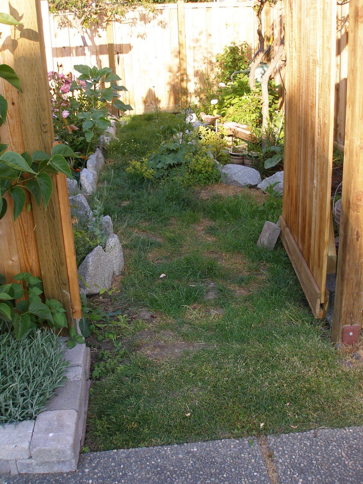 Heather's Urban Garden: The Townhouse Garden 2009 - Grass Be Gone