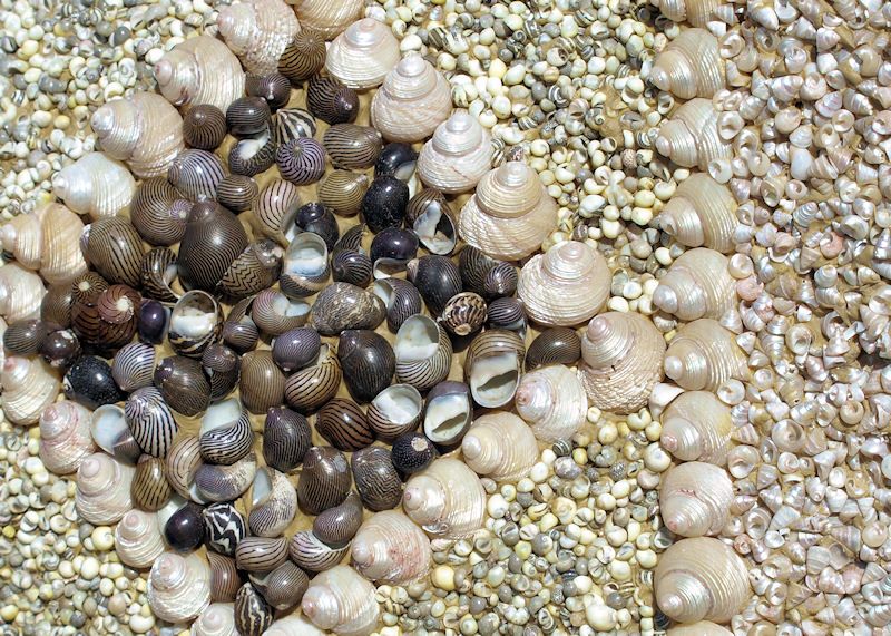 On The Trail: WEG Again (Oct. 6th)