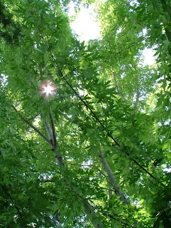 PICKING POSIES: THE SILVER QUEEN MAPLE TREE