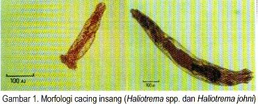 Worms In Fish Gills