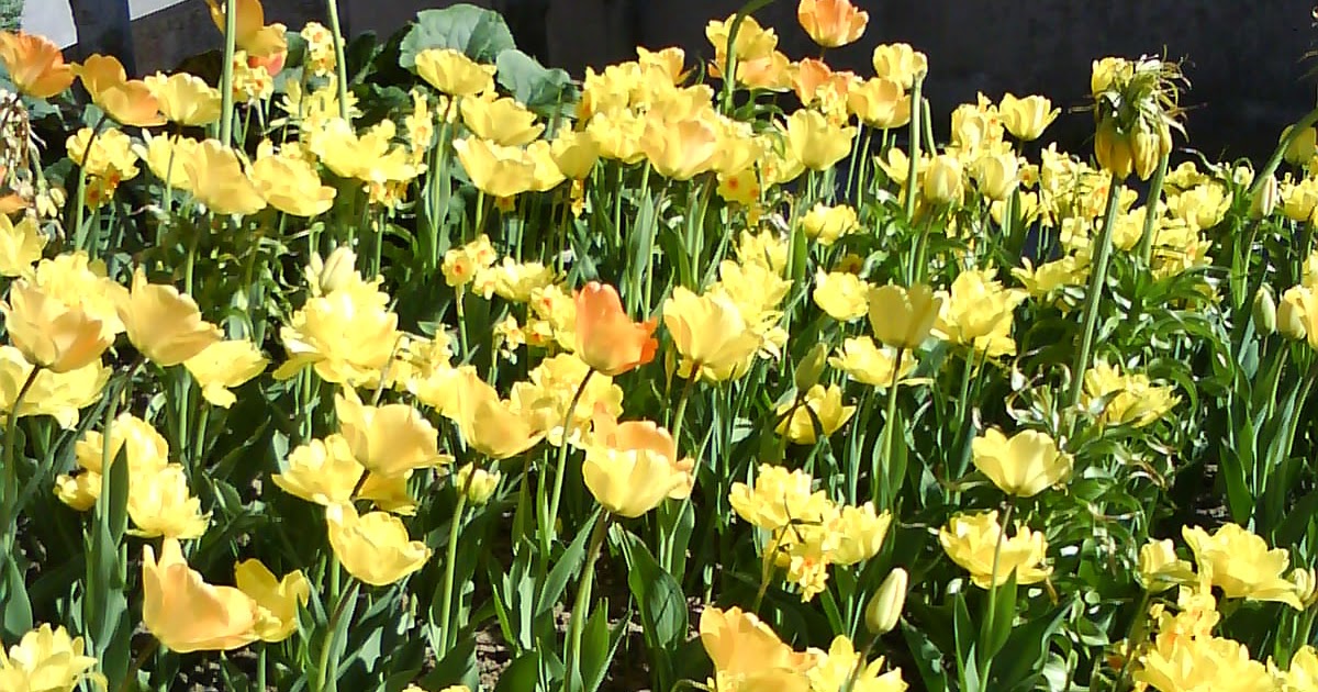 Le 17 avril, bonne fête Anicet et Anicette.