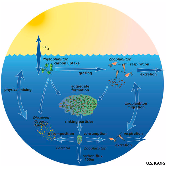 Algae and Energy: Our love hate relationship with algae
