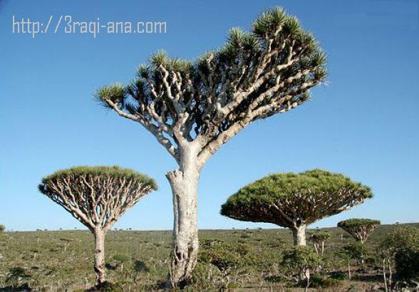 Photos stranger tree in the world | pictures&photos