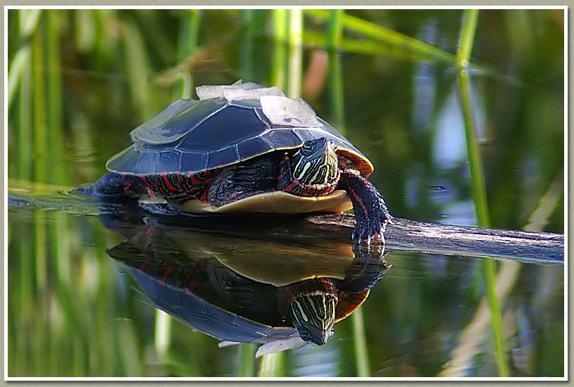 Photos turtle pretty | pictures&photos