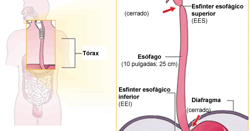 Sistema Digestivo: El Esófago