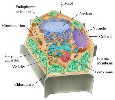 What are some of the world: What's the smallest in the world.