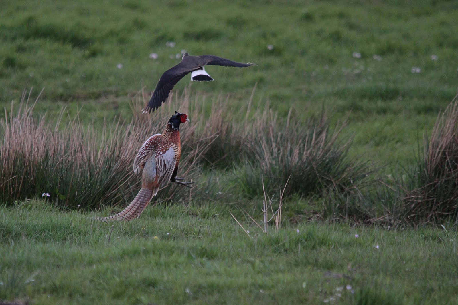 Caldertop Cottage Nature Diary: Viewings from the Bird Hide