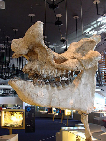 Synapsida: Telling fossil species apart - a brontothere's nose