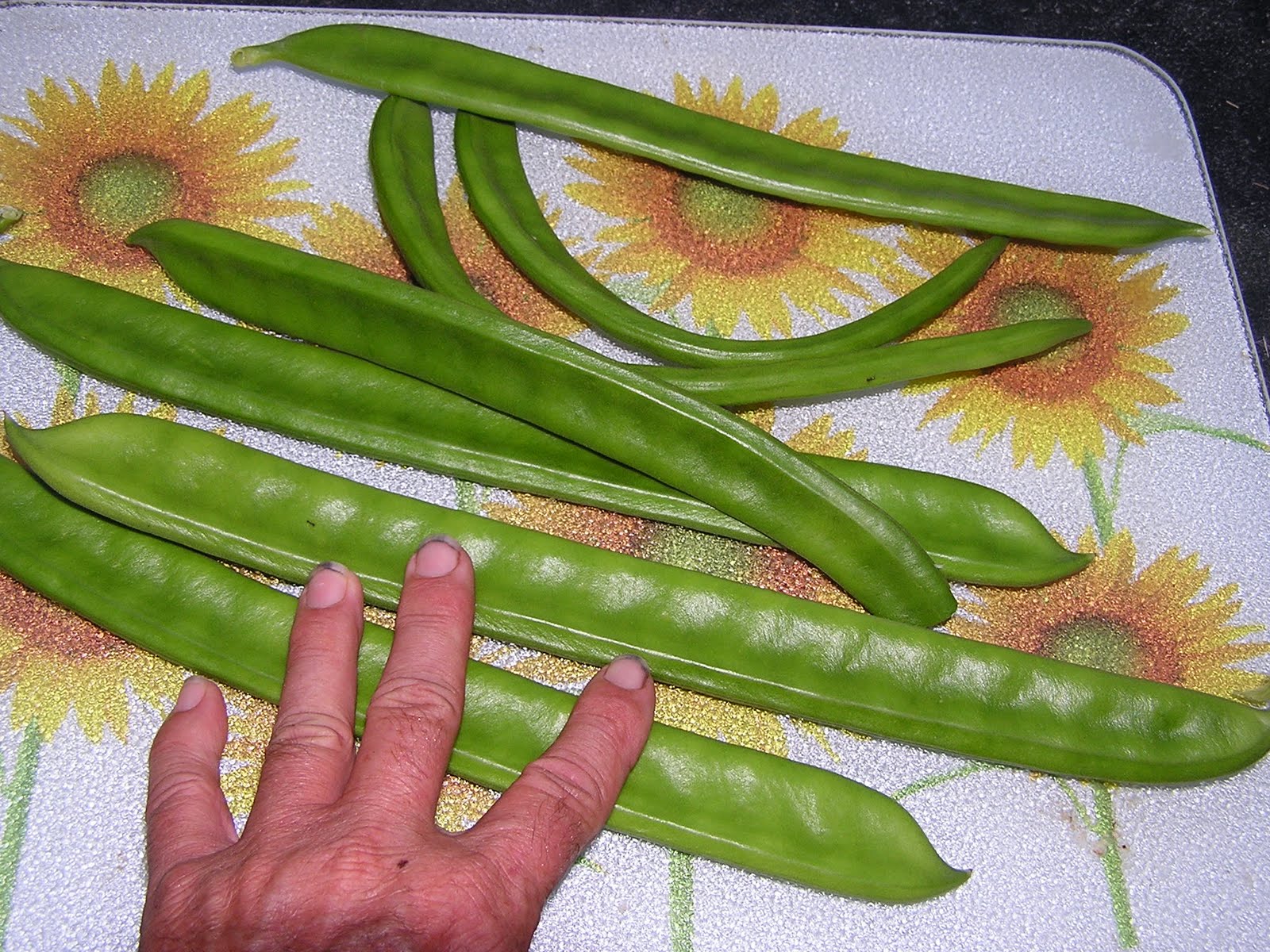 John Starnes' Urban Farm