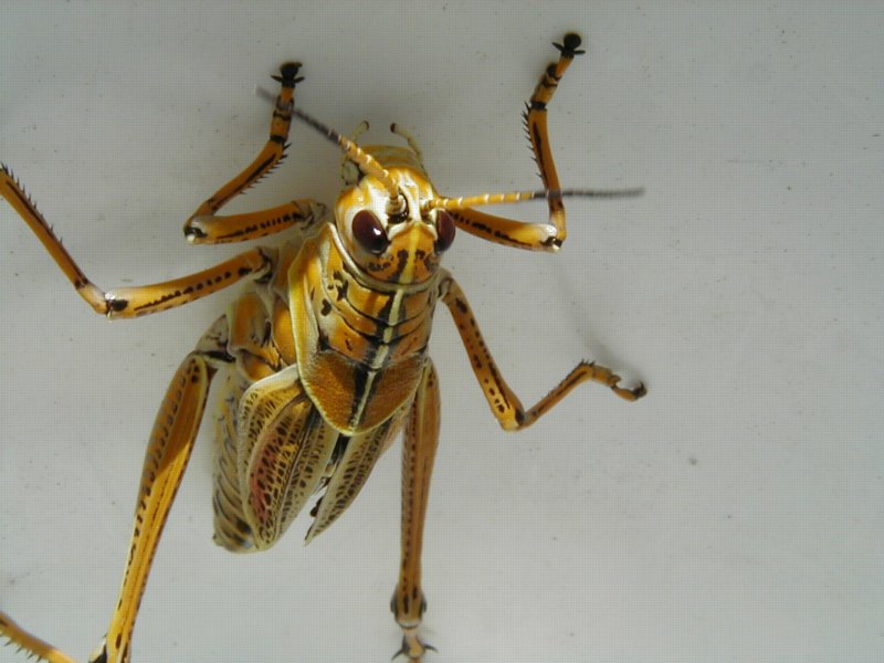 John Starnes' Urban Farm: Natural Organic Grasshopper Control