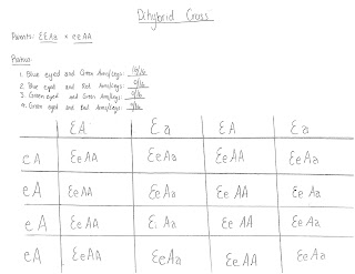 Genetics Project: Part II: Design a Species