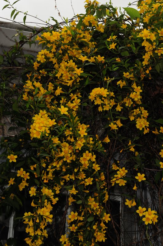 Wildflower Ecology: Carolina jessamine (Yellow jessamine)