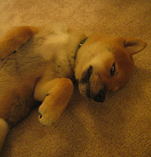 The Misadventures of a Shiba Inu: Dead Dog