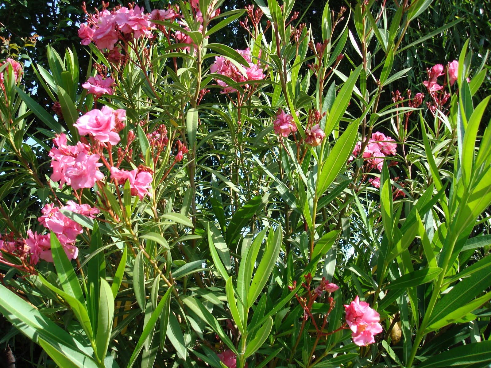 Floarea -bunica: Leandrii