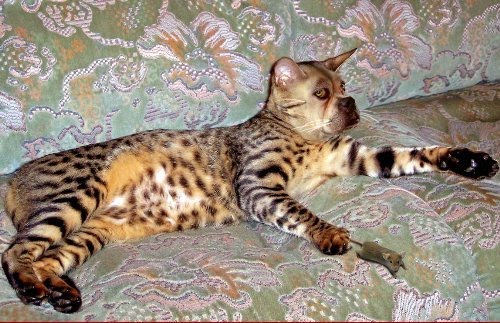 Tiger Cat - The Best Animals