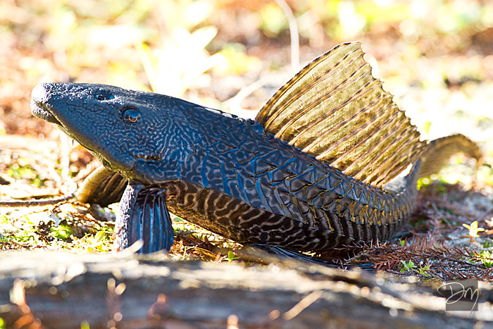 David's photo blog: Walking Catfish Walking