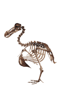 El rincón del aliso: EL DODO (Raphus cucullatus): RECUERDO DE MAURICIO