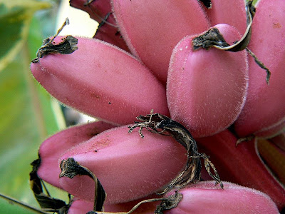 wonderful world: Pink Banana กล้วยน้ำหว้าสีชมพู