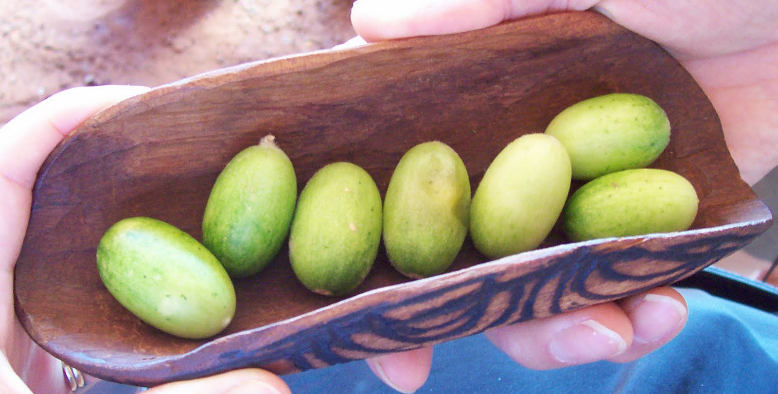 Two Cheeky Monkeys: My Northern Territory Holiday - Bush Food