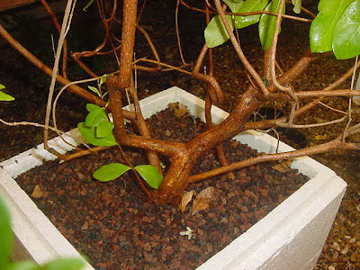 Bent Tree Bonsai: Special: Pineapple guava