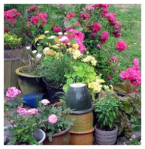 Living Livelier: 5 Tips to Creating Beautiful Container Gardens this ...