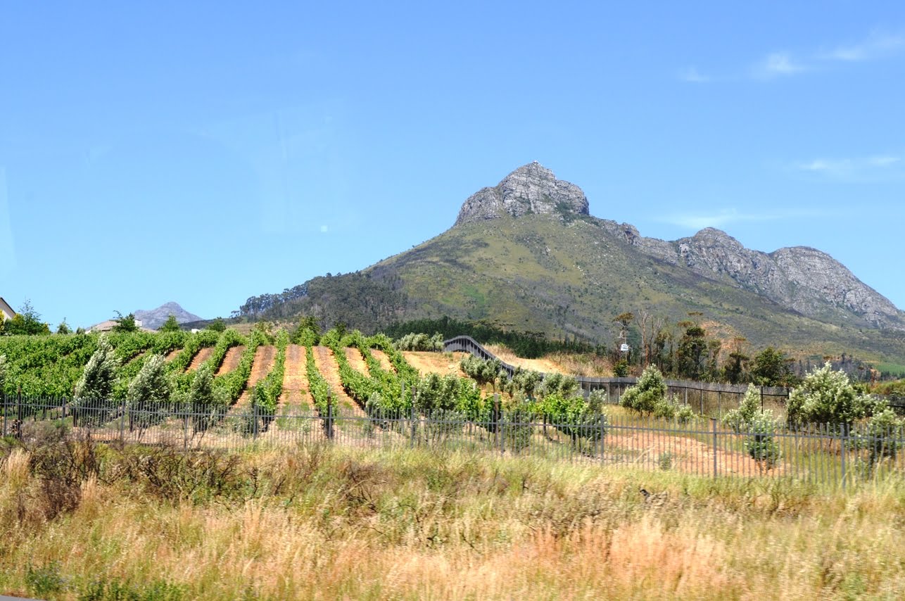 Red Scream and Riesling: Môreson Winery, Franschhoek