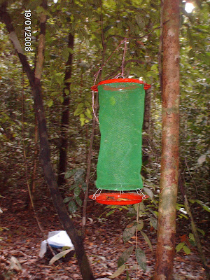 CENTRE for INSECT SYSTEMATICS (UKM): Baiting with rotten banana