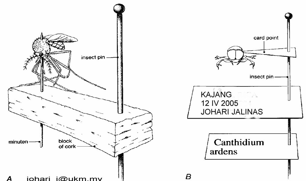 CENTRE for INSECT SYSTEMATICS (UKM): Double Mounts