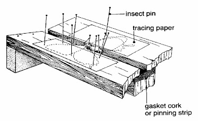CENTRE for INSECT SYSTEMATICS (UKM): spreading boards