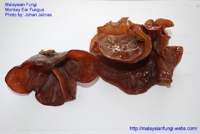 Malaysian Fungi: monkey's ear fungus - Auricularia spp