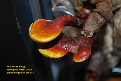 Malaysian Fungi: Cultivated Ganoderma sp.- Ling Tze