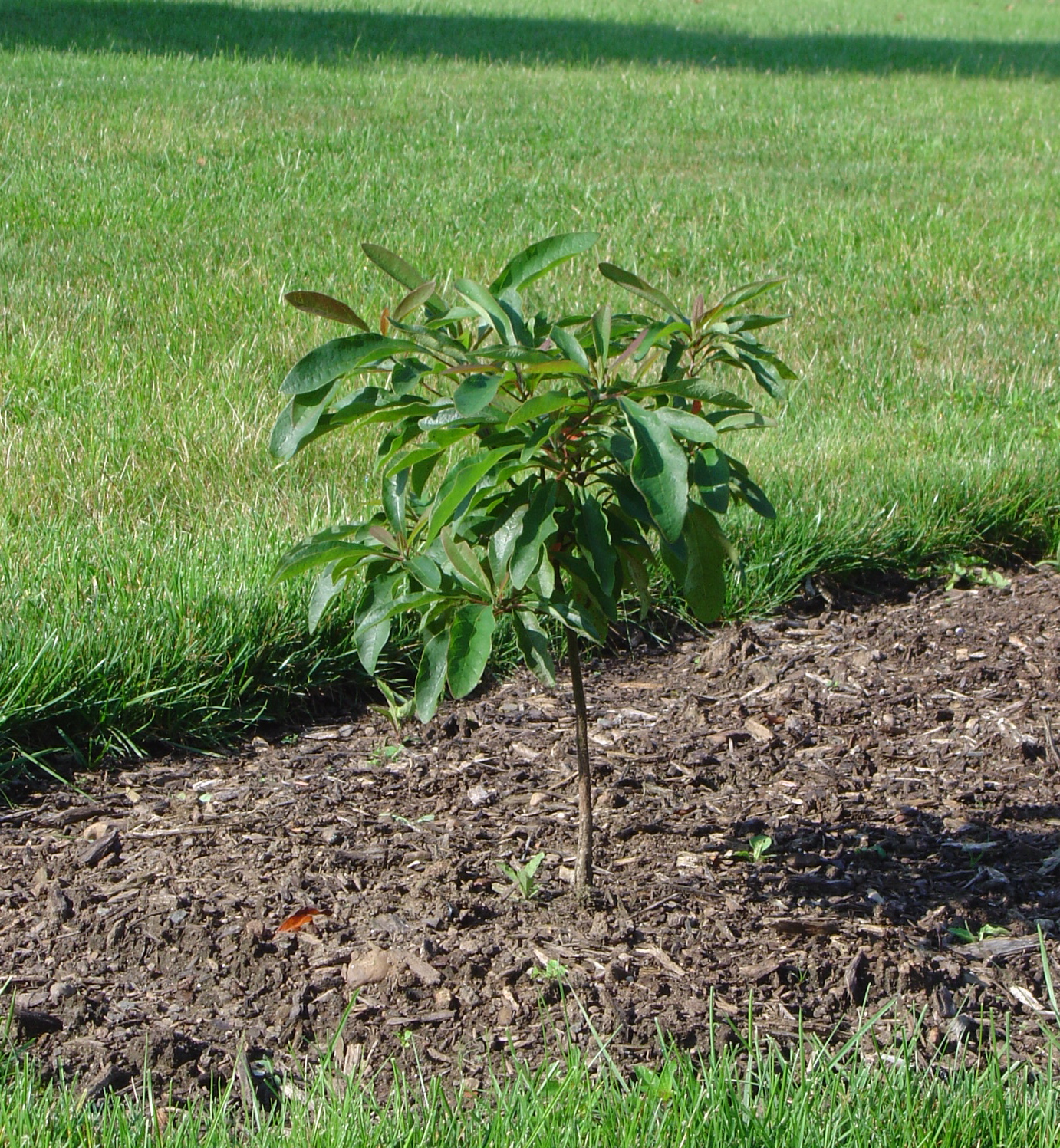 Plant Inventory at 20 Timothy : Sassafras albidum / Sassafras