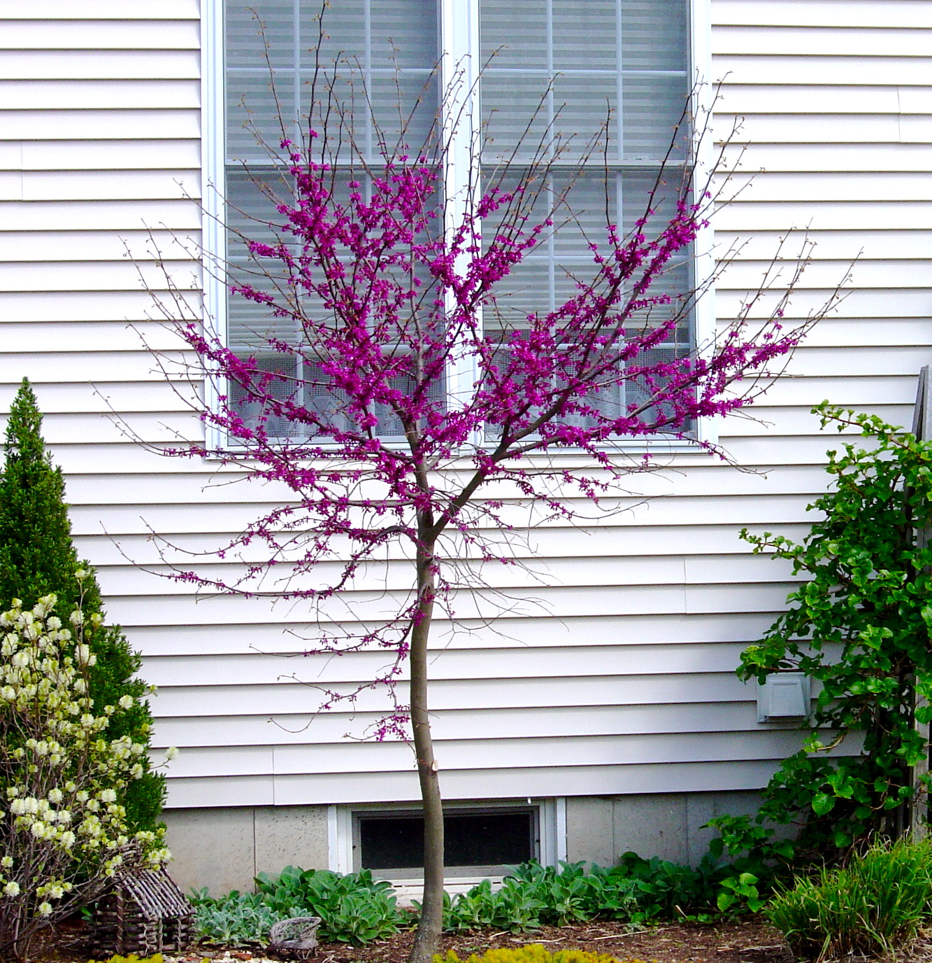 Plant Inventory at 20 Timothy : Cercis reniformis / Oklahoma Redbud