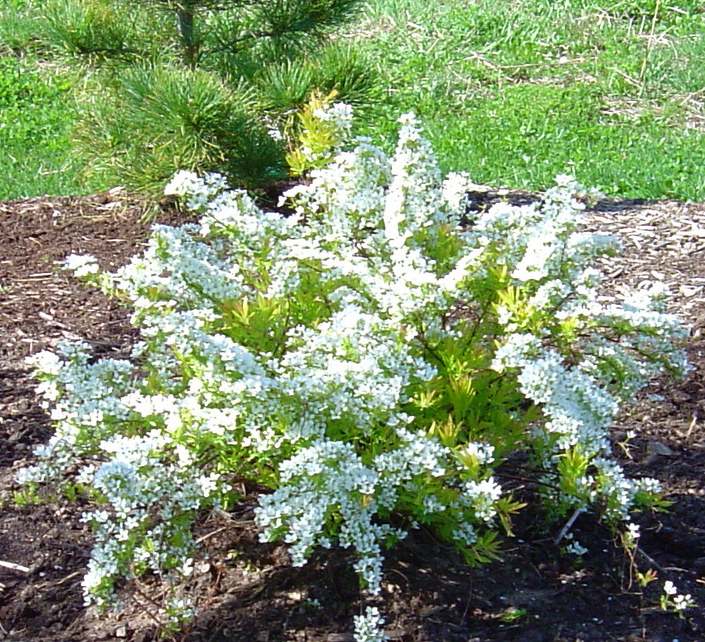 Plant Inventory at 20 Timothy : Spirea thunbergii / Ogon Spirea